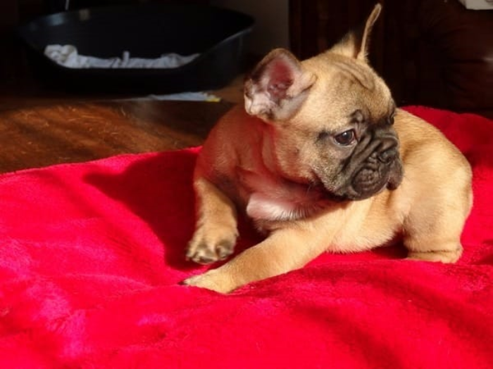 CUCCIOLI DI BULLDOG FRANCESE